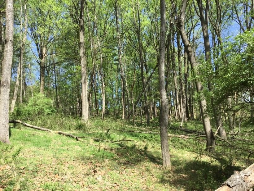 Piedmont Vegetation Spotlight: Tuliptree – Beech – Maple Forest | Brandywine Conservancy and ...
